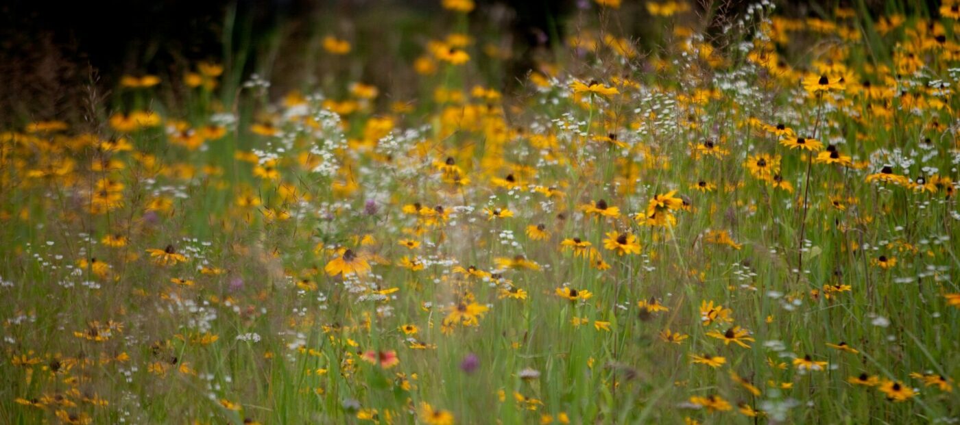 The Grassroots Project - Human Services Research Institute